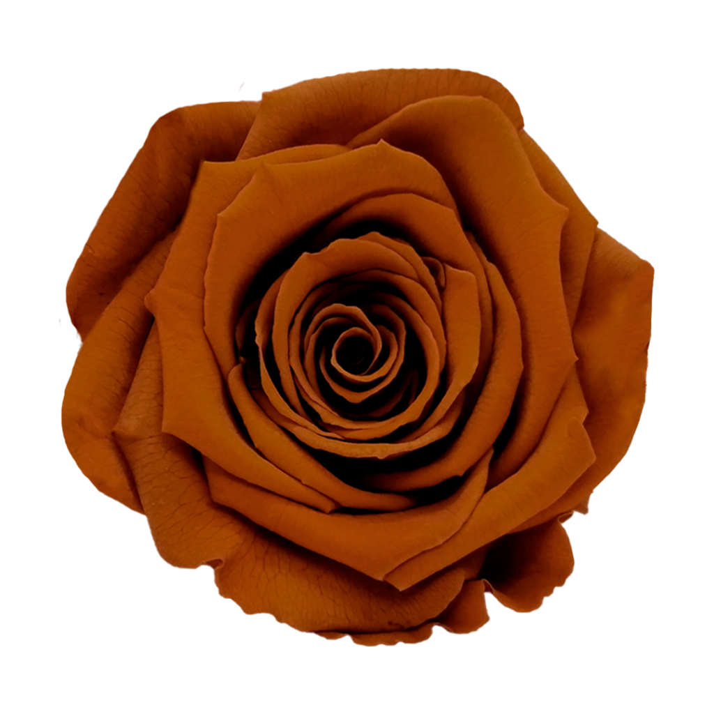 Colores Sólidos - Roseamor