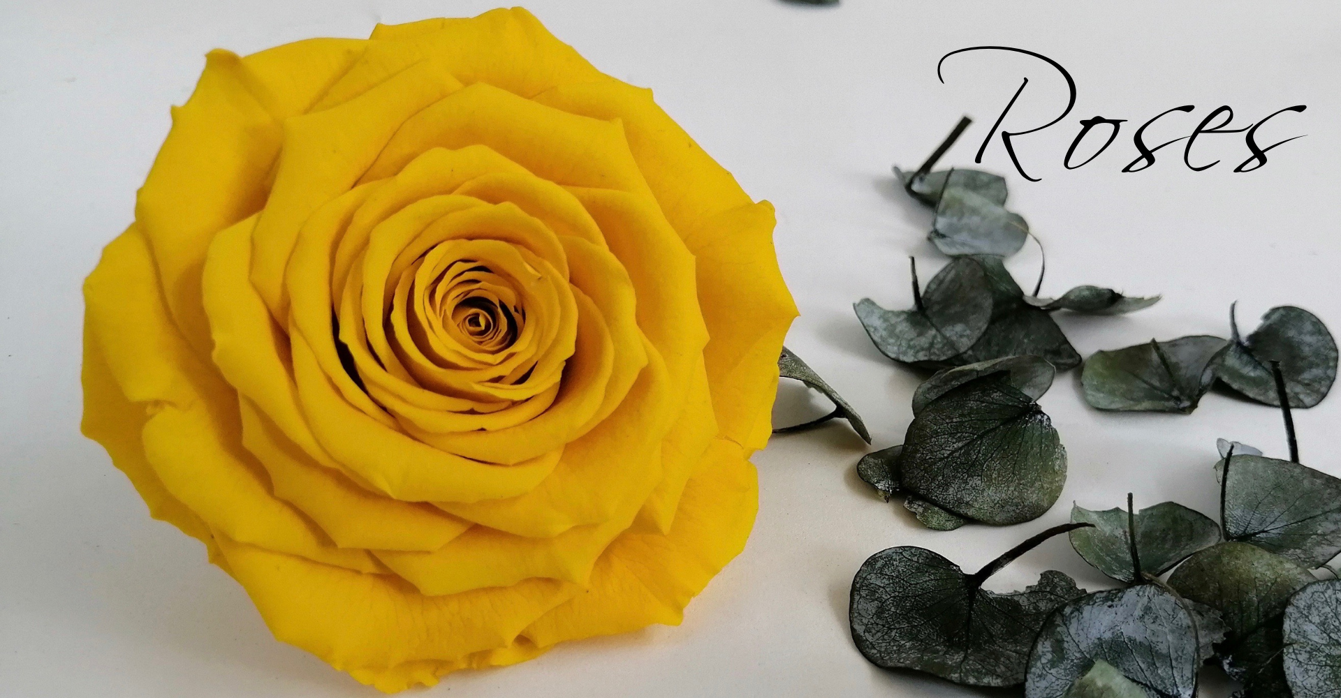 Roses - Roseamor